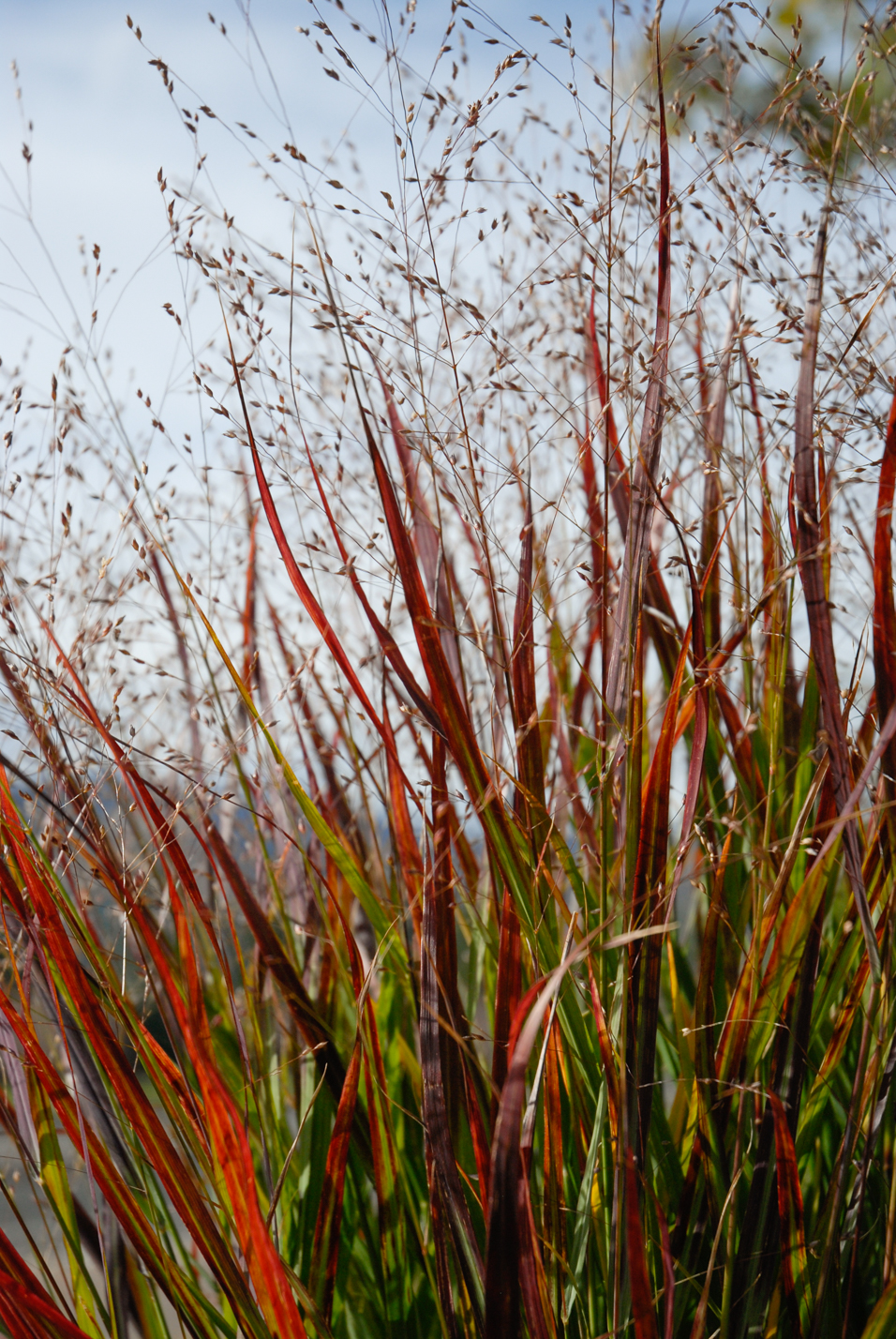 Colorado Springs Utilities Xeriscaping - Shenandoah Switchgrass