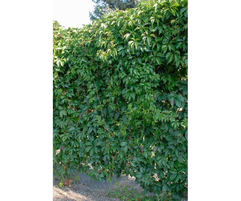 Colorado Springs Utilities Xeriscaping - Virginia Creeper