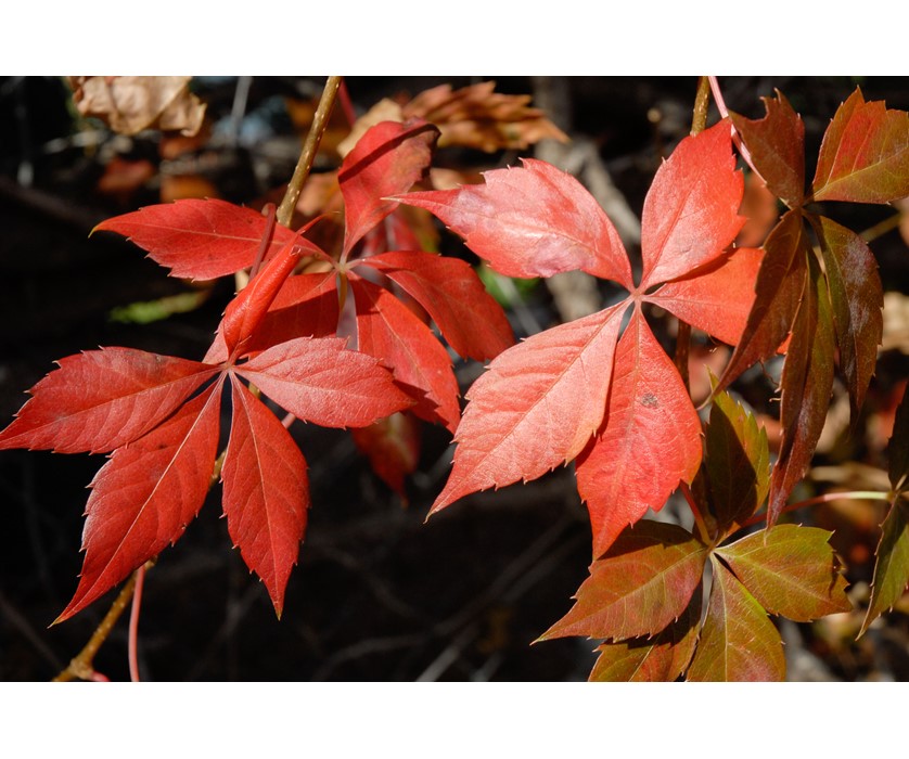 Colorado Springs Utilities Xeriscaping - Virginia Creeper