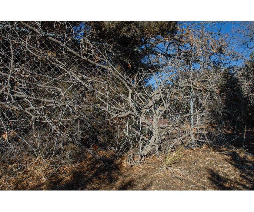 Colorado Springs Utilities Xeriscaping - Virginia Creeper