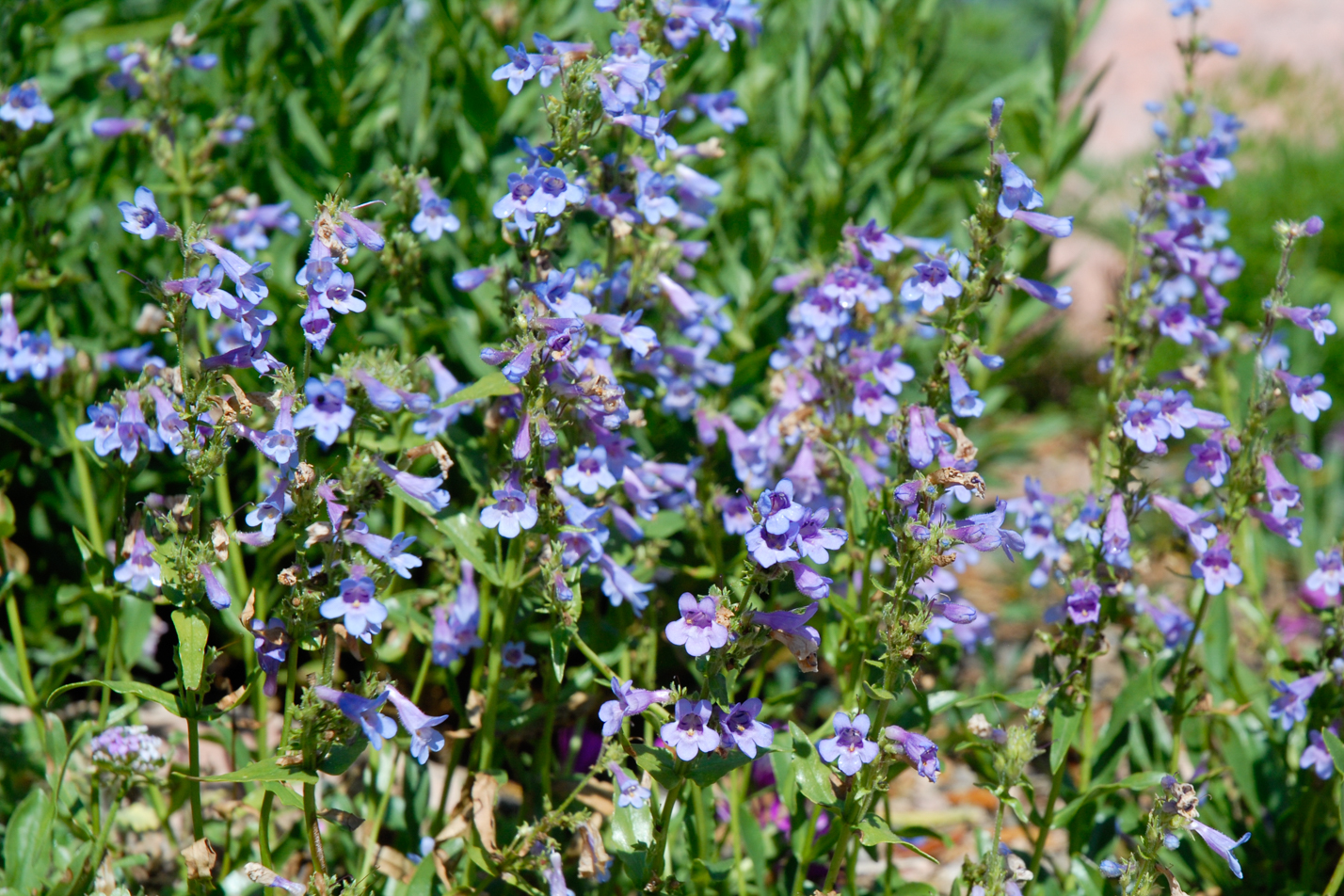 Colorado Springs Utilities Xeriscaping - Silverton Bluemat Penstemon