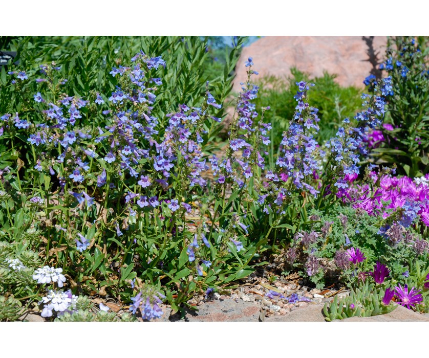 Colorado Springs Utilities Xeriscaping - Silverton Bluemat Penstemon