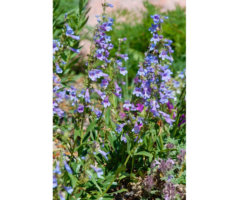 Colorado Springs Utilities Xeriscaping - Silverton Bluemat Penstemon