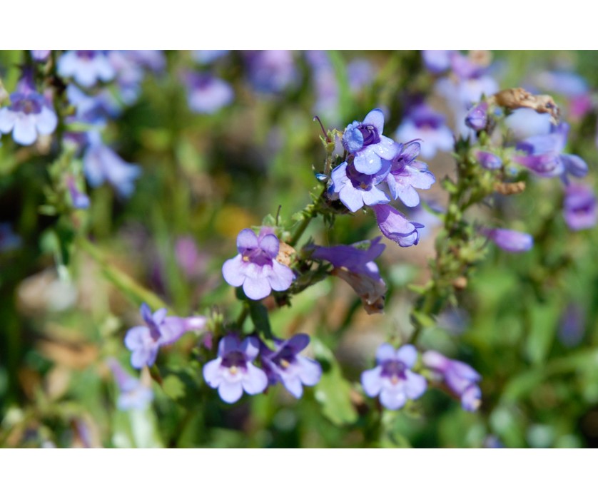 Colorado Springs Utilities Xeriscaping - Silverton Bluemat Penstemon