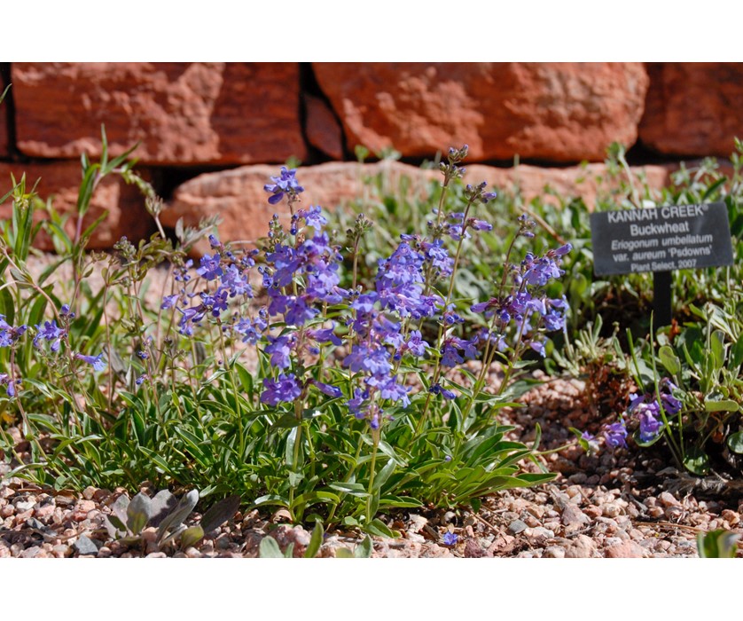 Colorado Springs Utilities Xeriscaping - Blue Mist Penstemon