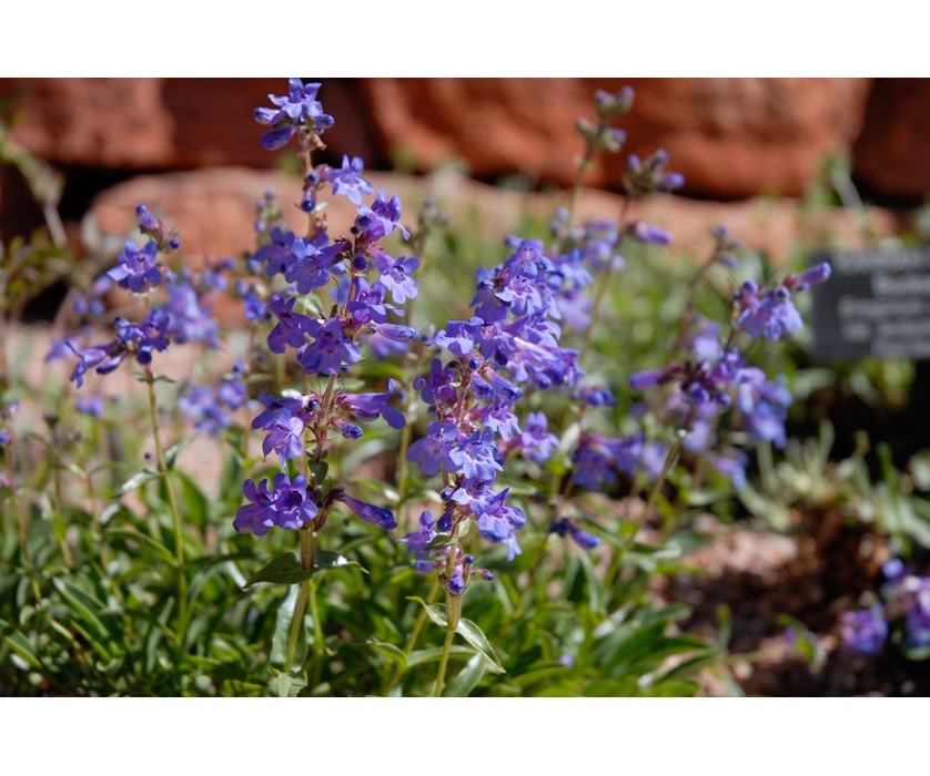 Colorado Springs Utilities Xeriscaping - Blue Mist Penstemon