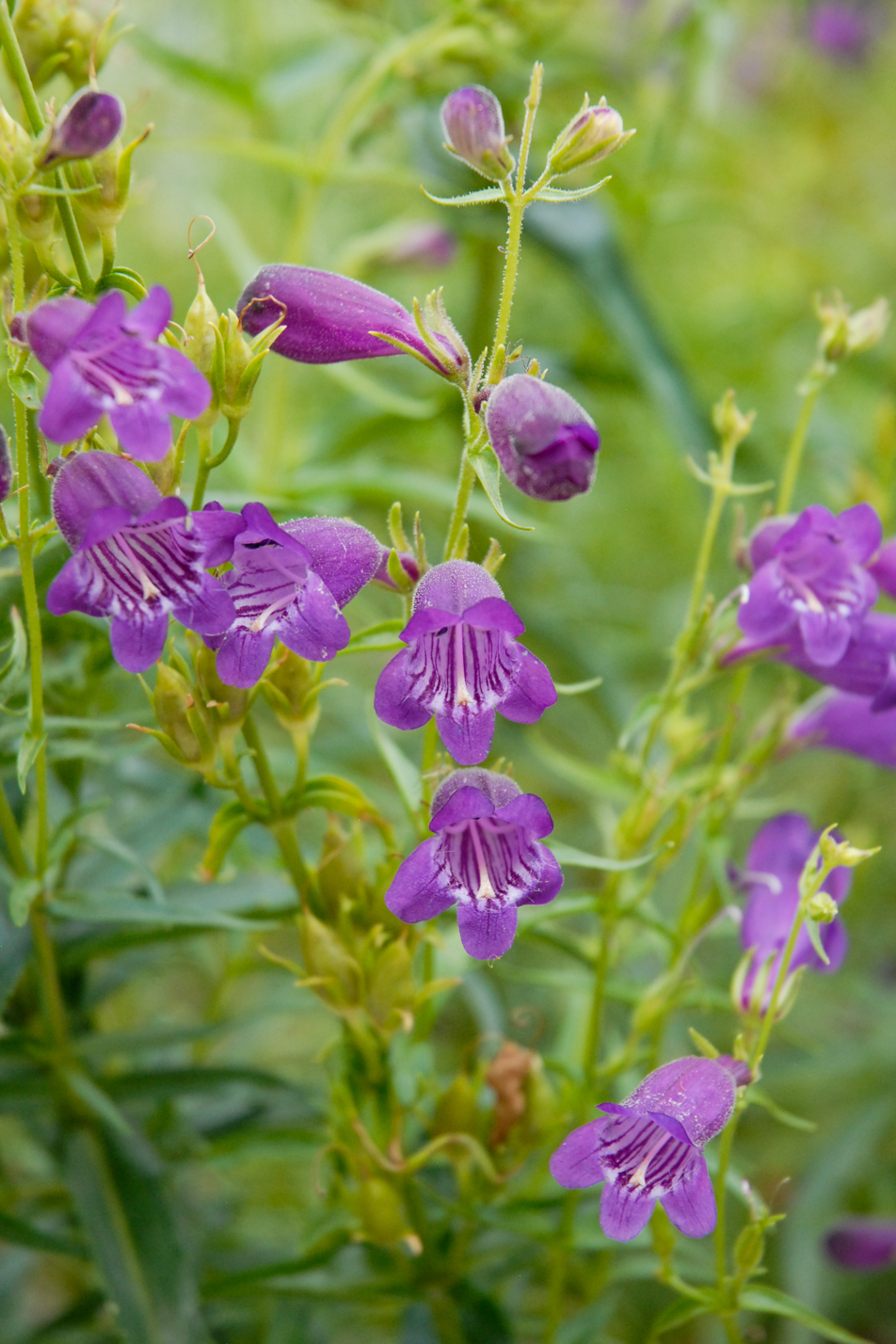 Colorado Springs Utilities Xeriscaping - Pikes Peak Purple Penstemon