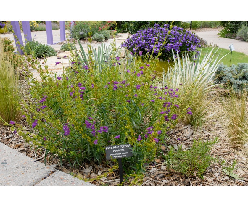 Colorado Springs Utilities Xeriscaping - Pikes Peak Purple Penstemon