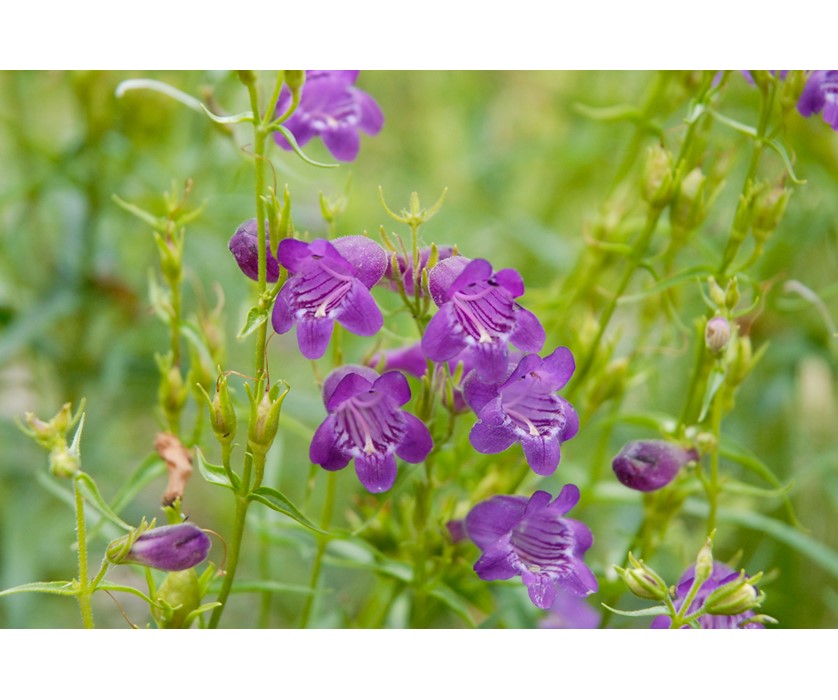 Colorado Springs Utilities Xeriscaping - Pikes Peak Purple Penstemon