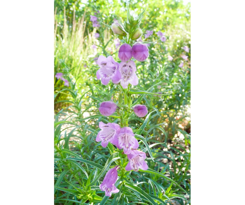 Colorado Springs Utilities Xeriscaping - Pikes Peak Purple Penstemon