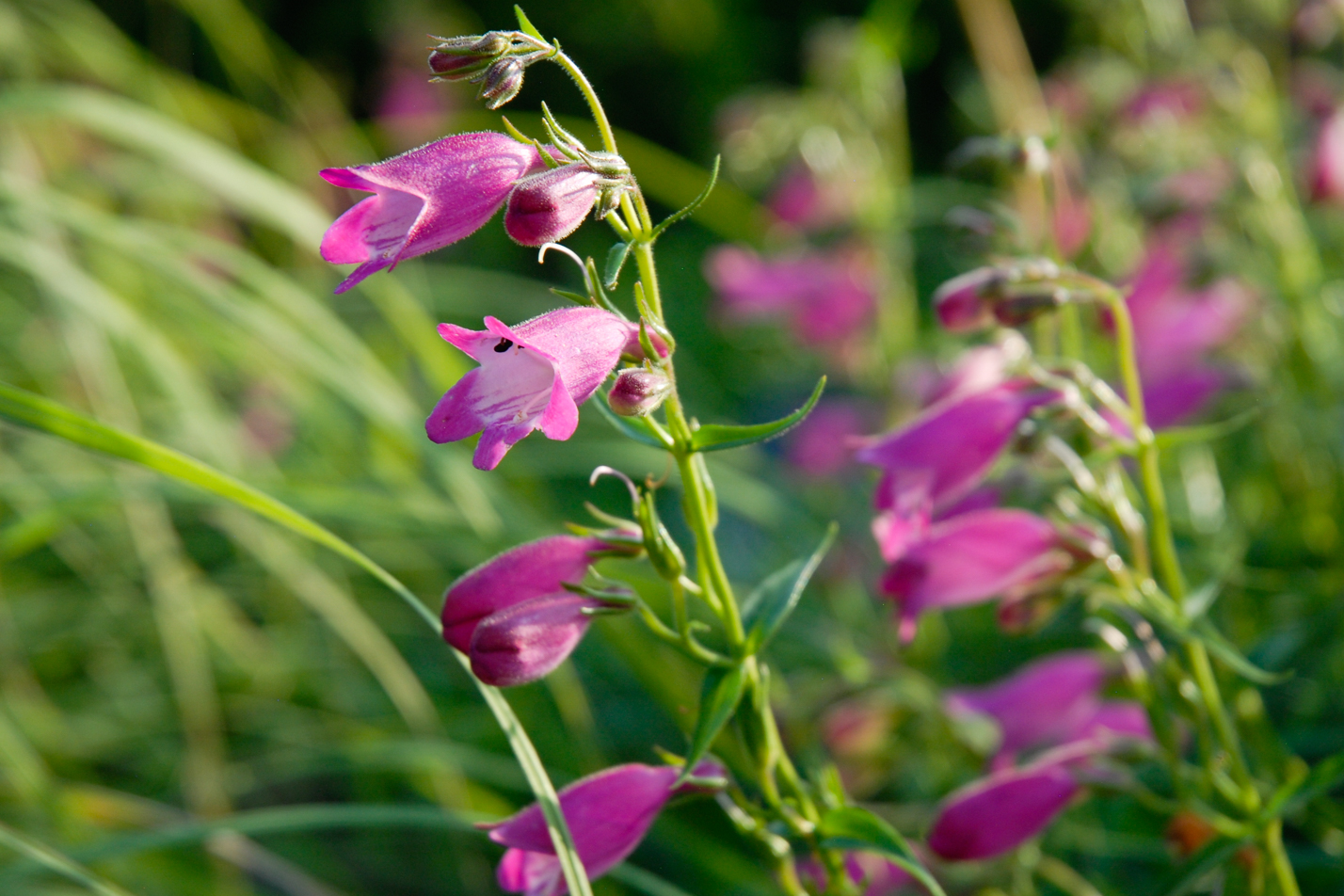 Colorado Springs Utilities Xeriscaping - Red Rocks Penstemon