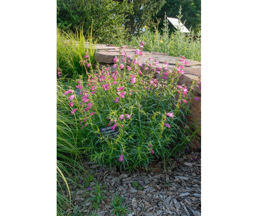 Colorado Springs Utilities Xeriscaping - Red Rocks Penstemon