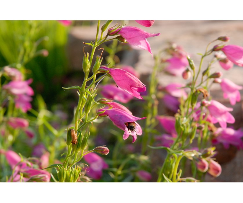 Colorado Springs Utilities Xeriscaping - Red Rocks Penstemon