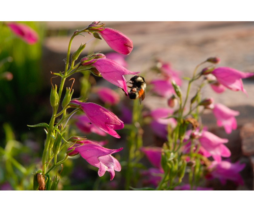 Colorado Springs Utilities Xeriscaping - Red Rocks Penstemon