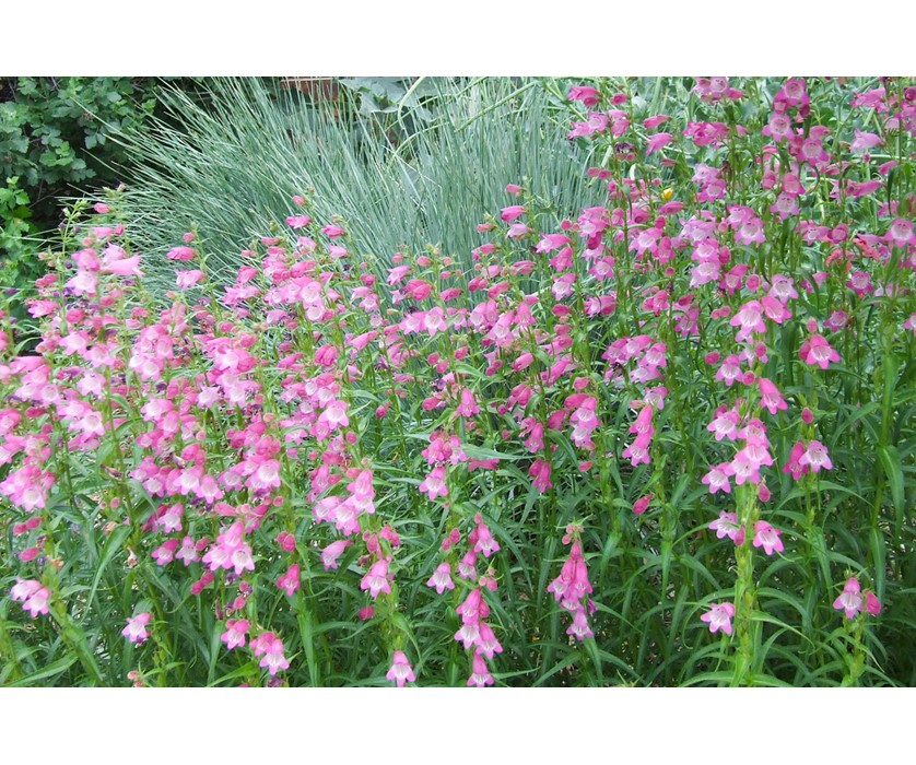 Colorado Springs Utilities Xeriscaping - Red Rocks Penstemon