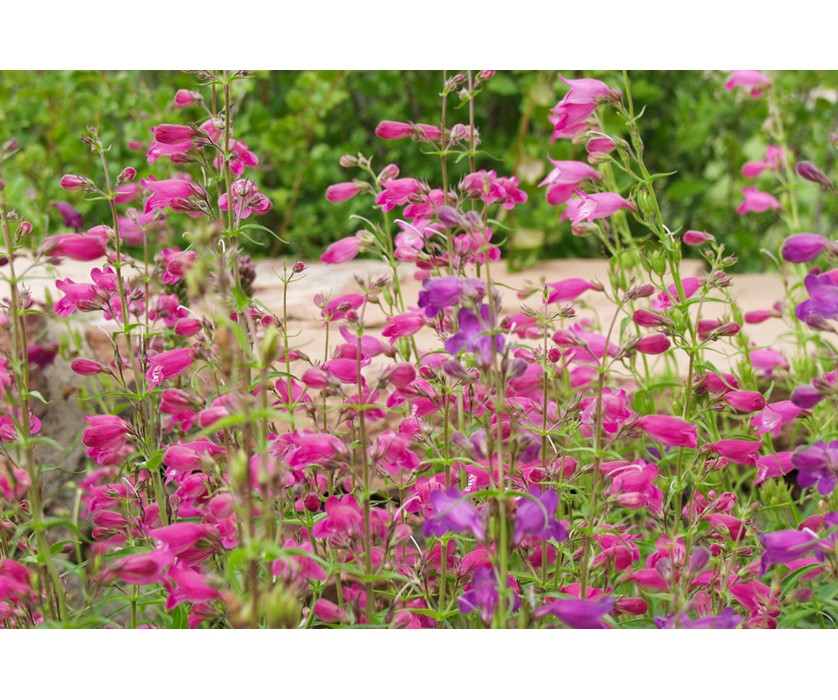 Colorado Springs Utilities Xeriscaping - Red Rocks Penstemon
