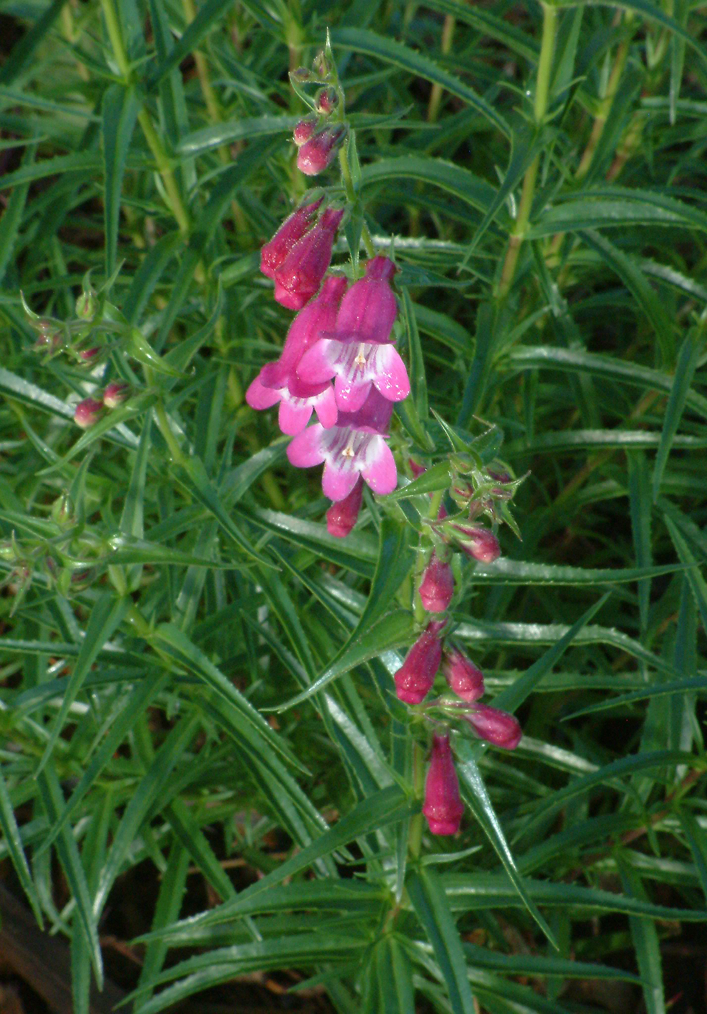 Colorado Springs Utilities Xeriscaping - Shadow Mountain Penstemon