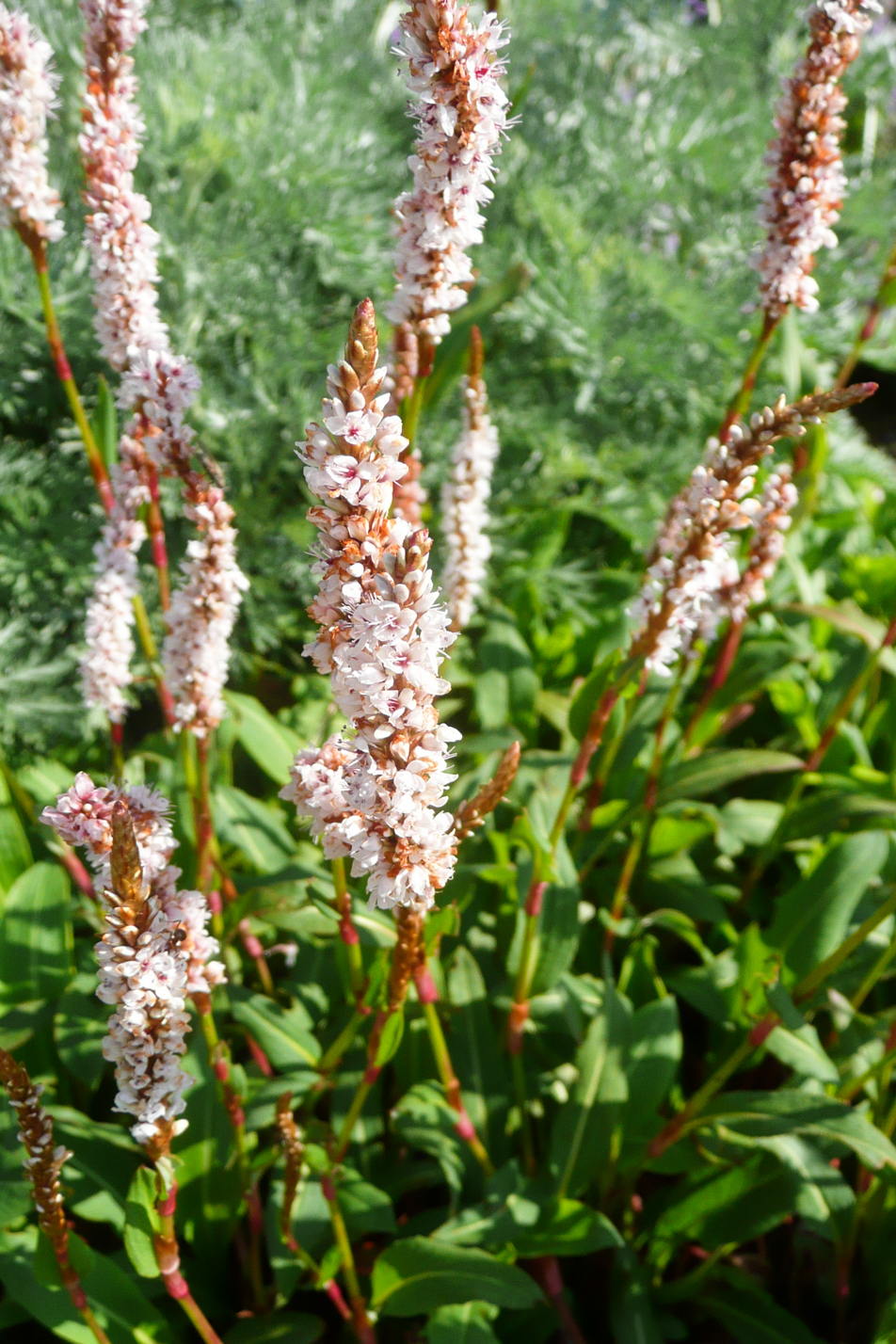 Colorado Springs Utilities Xeriscaping - Himalayan Border Jewel