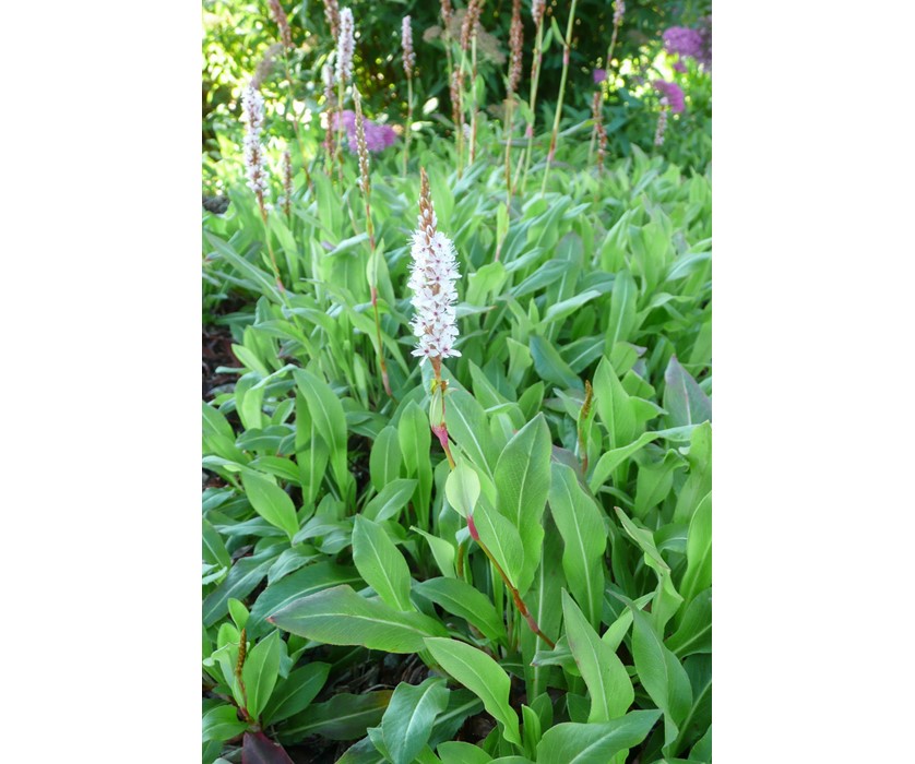 Colorado Springs Utilities Xeriscaping - Himalayan Border Jewel