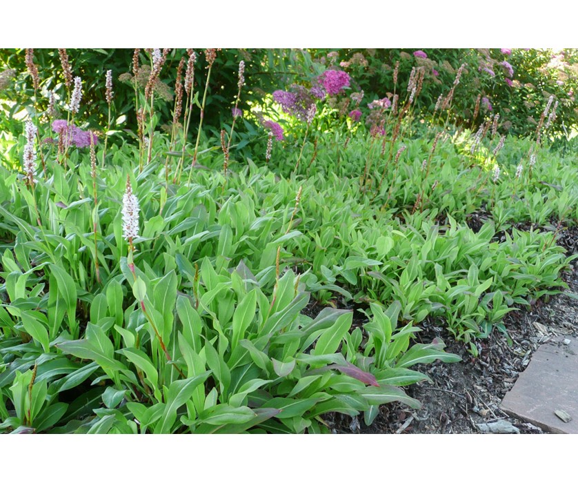 Colorado Springs Utilities Xeriscaping - Himalayan Border Jewel
