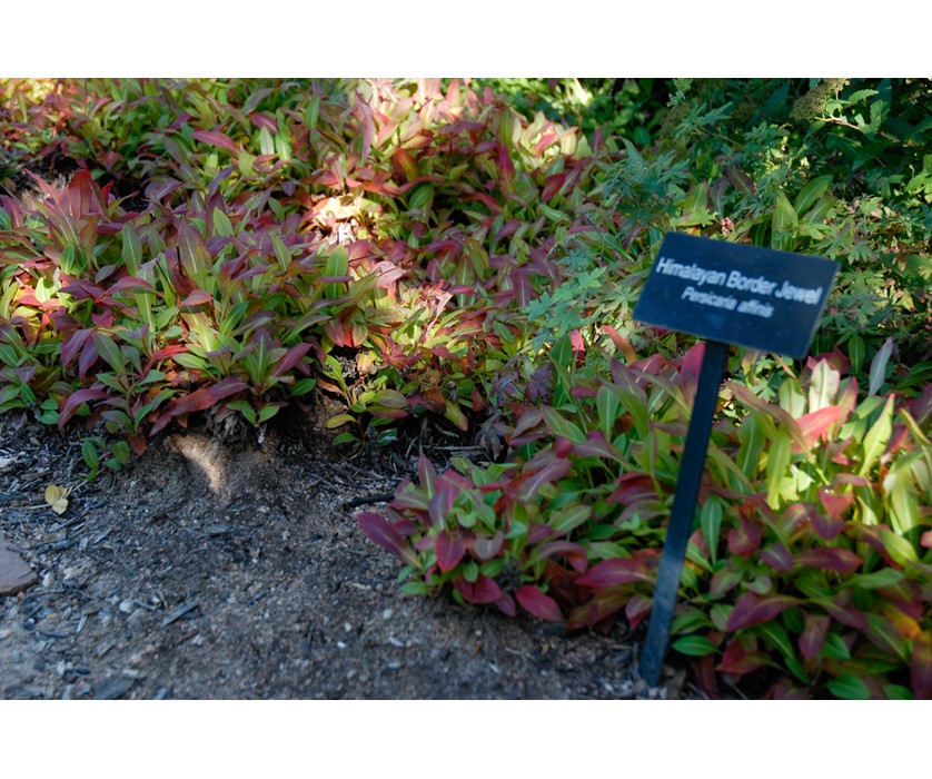 Colorado Springs Utilities Xeriscaping - Himalayan Border Jewel