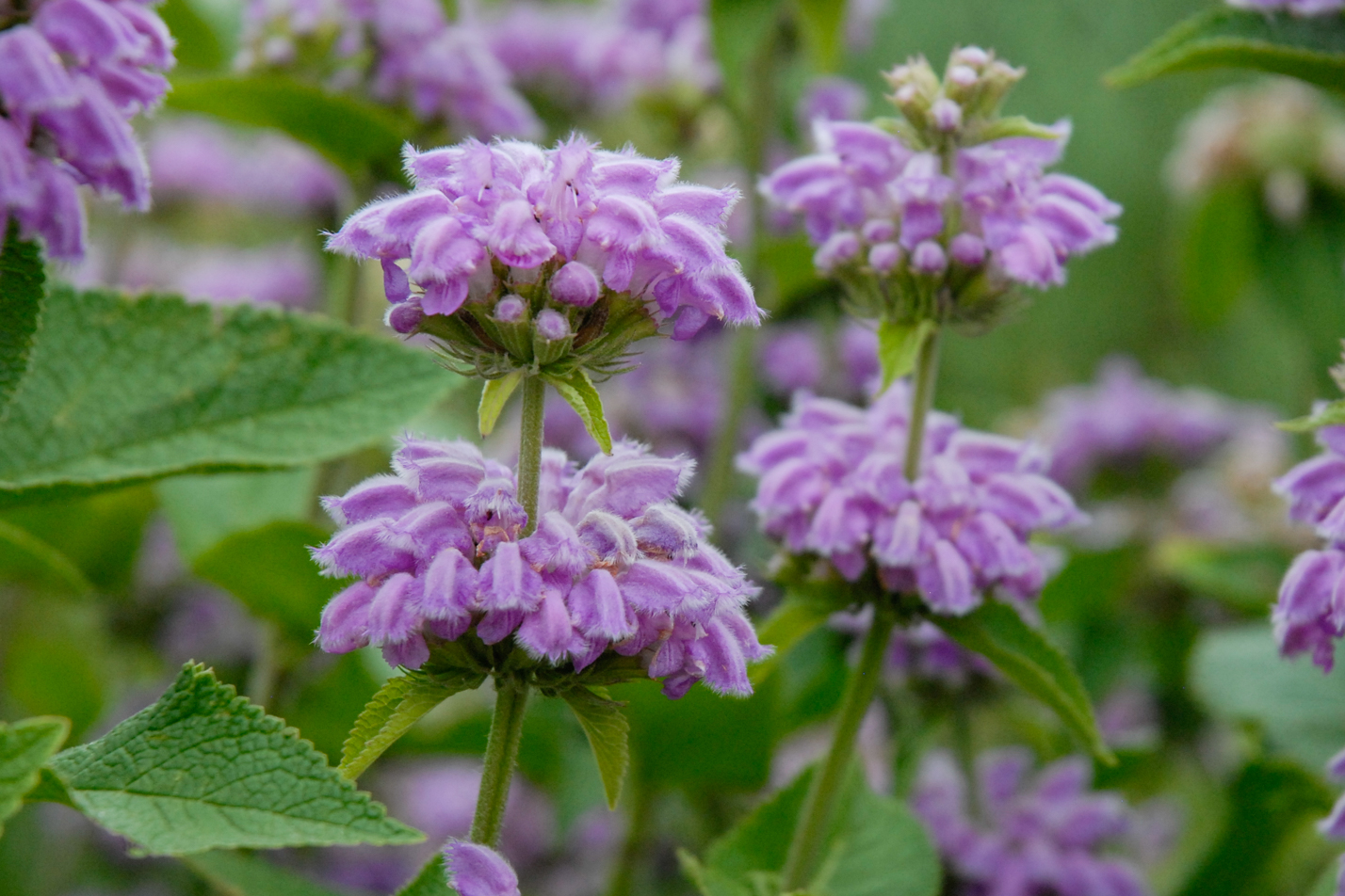 Colorado Springs Utilities Xeriscaping - Cashmere Sage