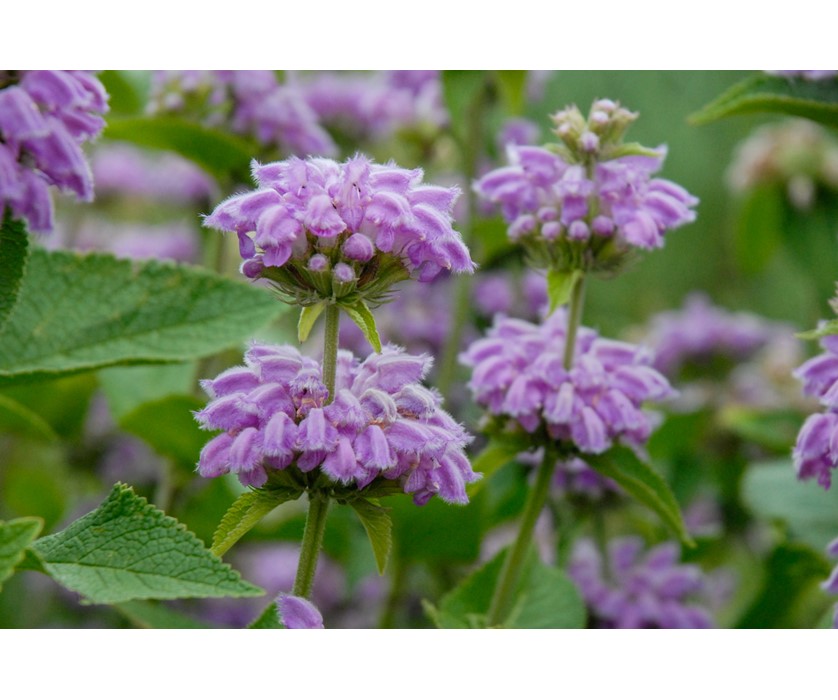 Colorado Springs Utilities Xeriscaping - Cashmere Sage