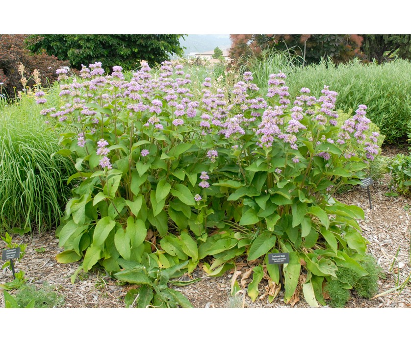 Colorado Springs Utilities Xeriscaping - Cashmere Sage