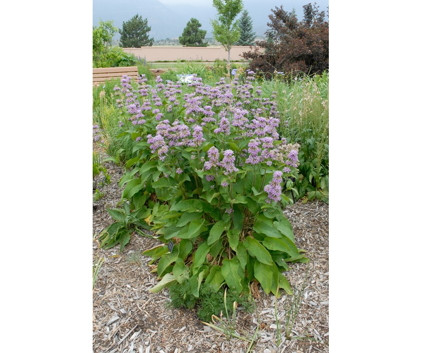 Colorado Springs Utilities Xeriscaping - Cashmere Sage
