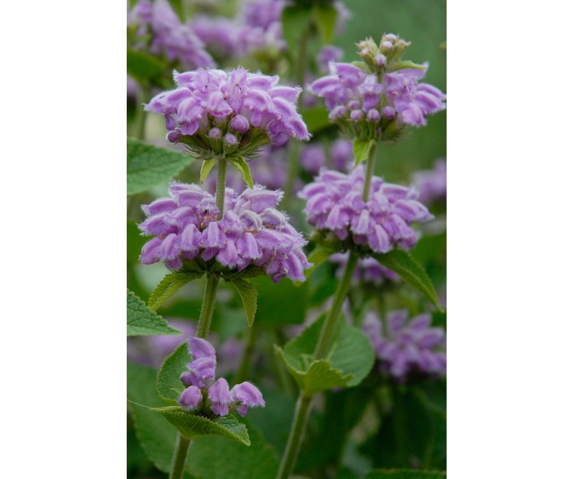 Colorado Springs Utilities Xeriscaping - Cashmere Sage