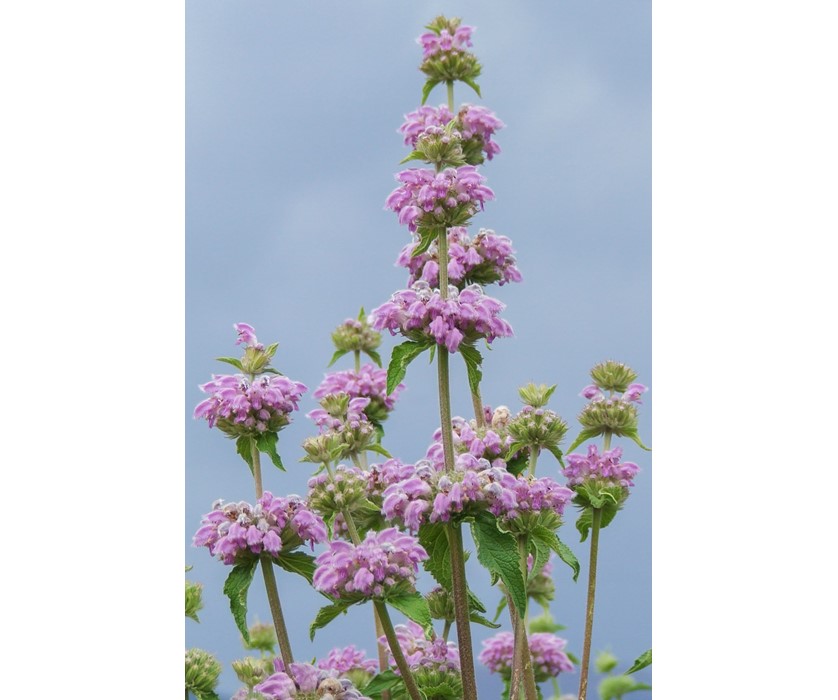 Colorado Springs Utilities Xeriscaping - Cashmere Sage
