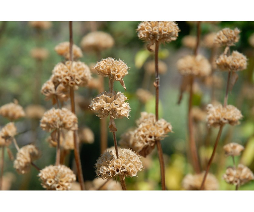 Colorado Springs Utilities Xeriscaping - Cashmere Sage