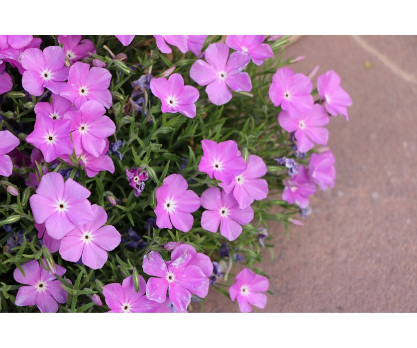 Colorado Springs Utilities Xeriscaping - Santa Fe Phlox