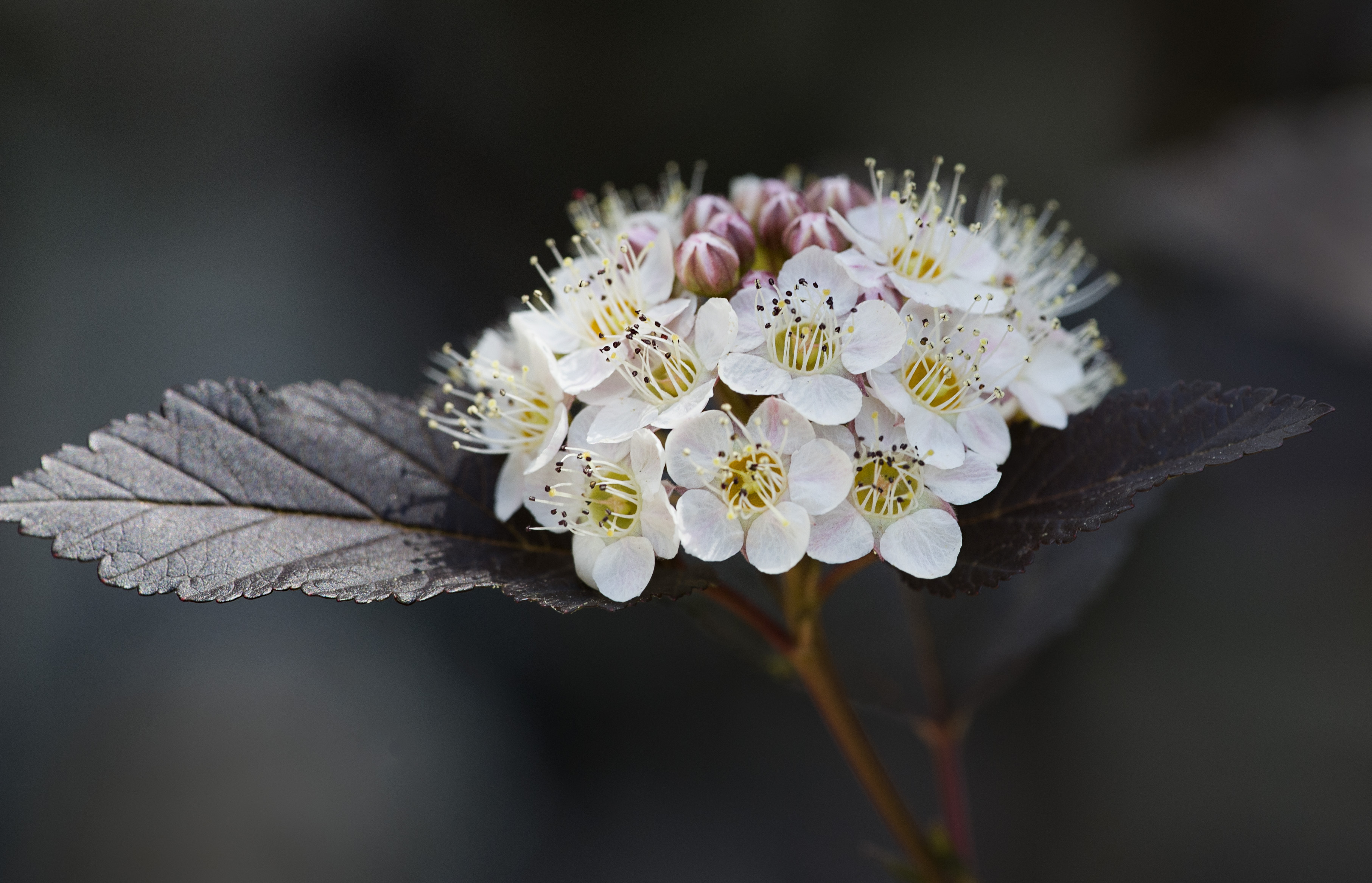 Colorado Springs Utilities Xeriscaping - Diablo Ninebark