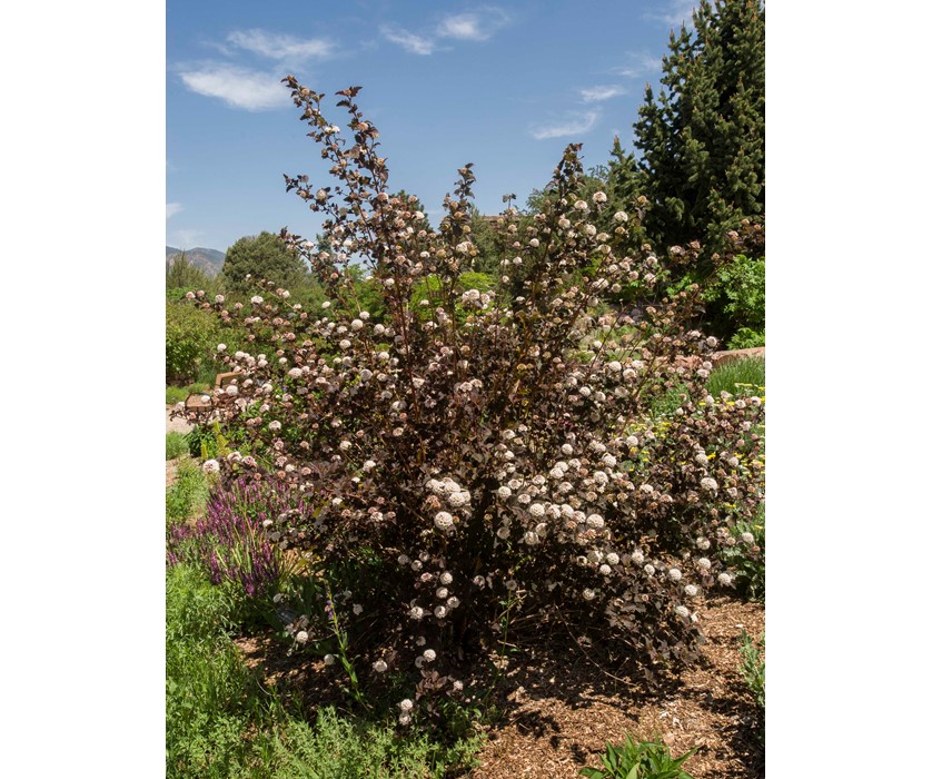 Colorado Springs Utilities Xeriscaping - Diablo Ninebark