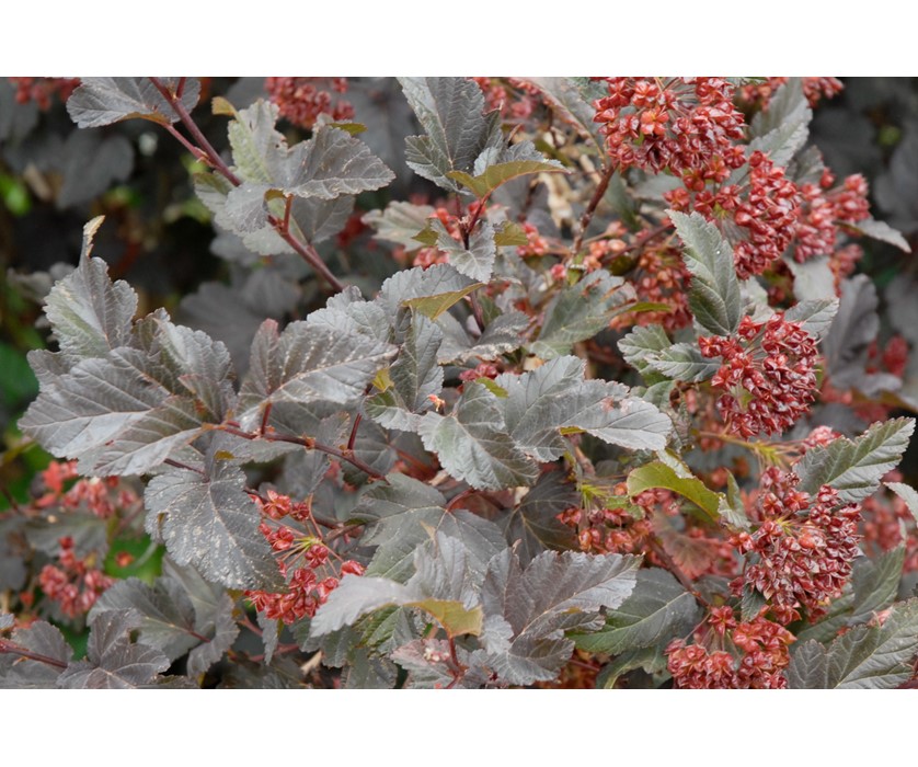 Colorado Springs Utilities Xeriscaping - Diablo Ninebark