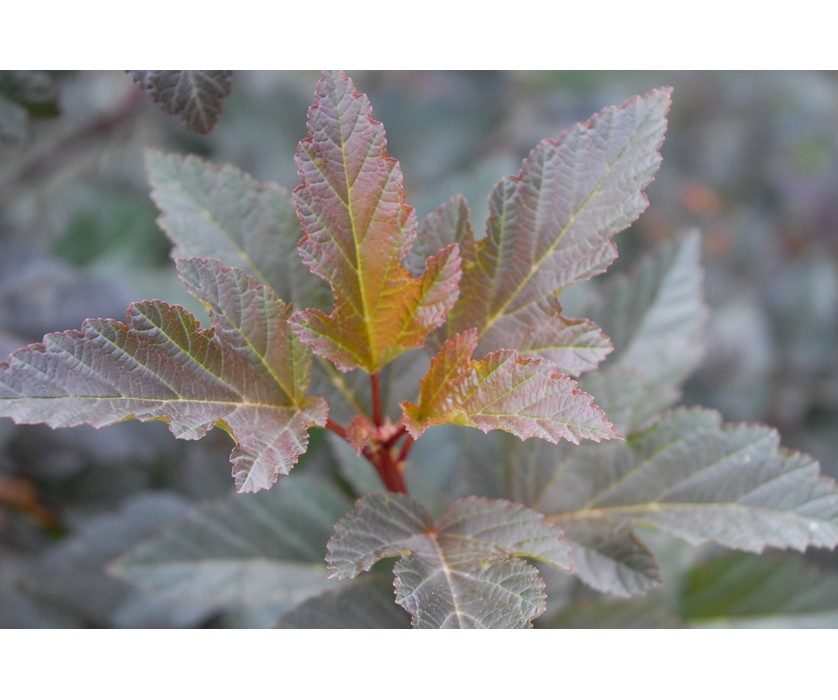 Colorado Springs Utilities Xeriscaping - Diablo Ninebark