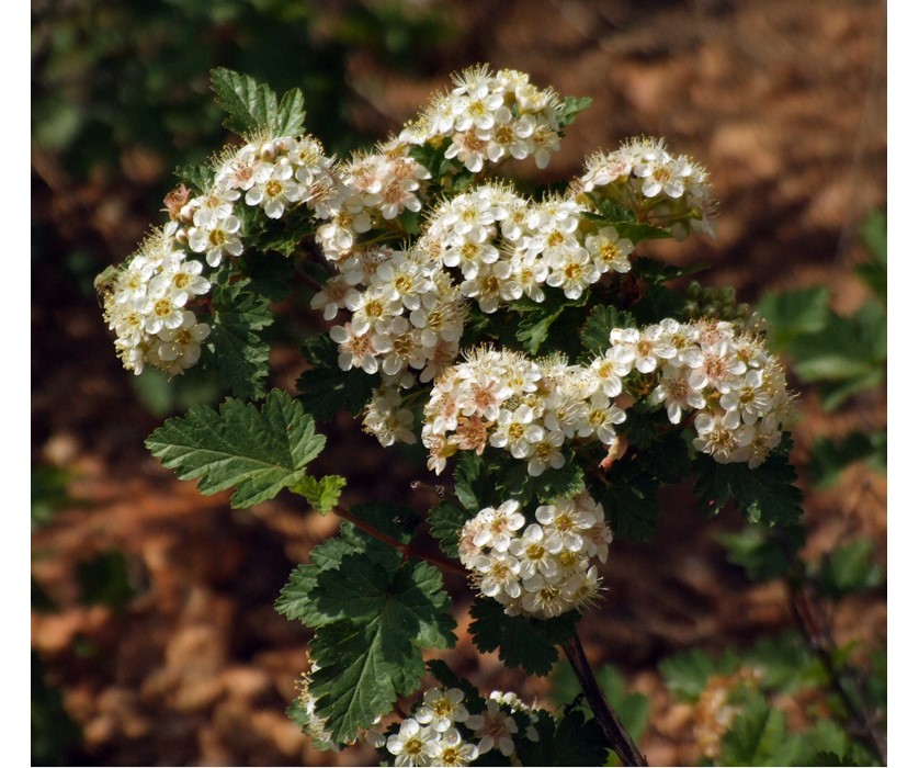Colorado Springs Utilities Xeriscaping - Common Ninebark
