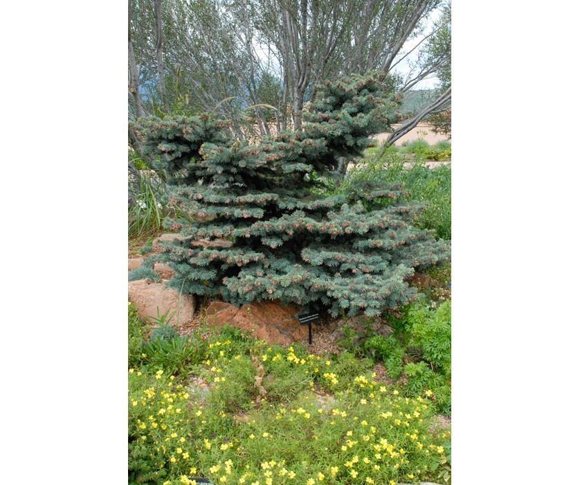Colorado Springs Utilities Xeriscaping - Gentry's Gem Spruce