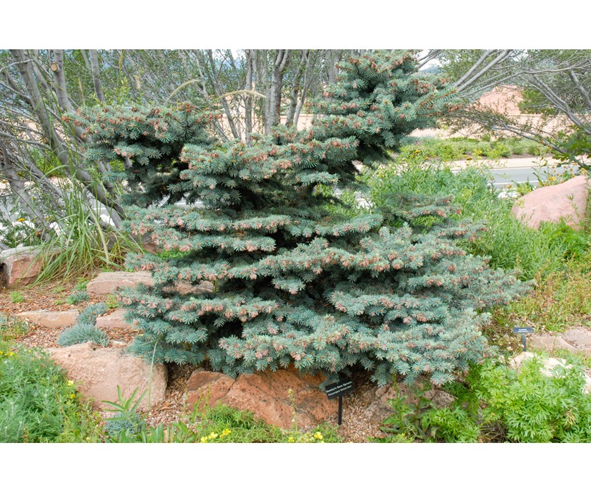 Colorado Springs Utilities Xeriscaping - Gentry's Gem Spruce