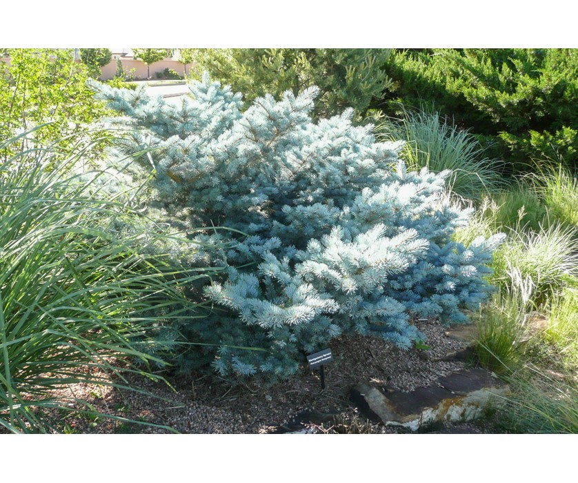 Colorado Springs Utilities Xeriscaping - Montgomery Spruce