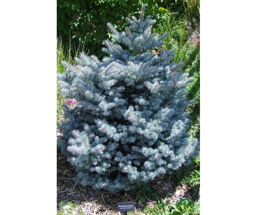 Colorado Springs Utilities Xeriscaping - Montgomery Spruce
