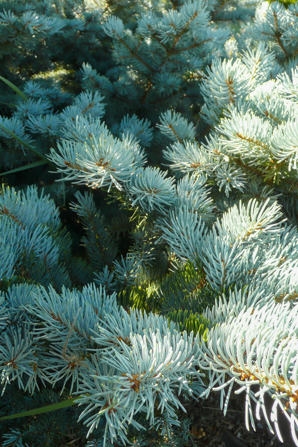 Colorado Springs Utilities Xeriscaping - Montgomery Spruce