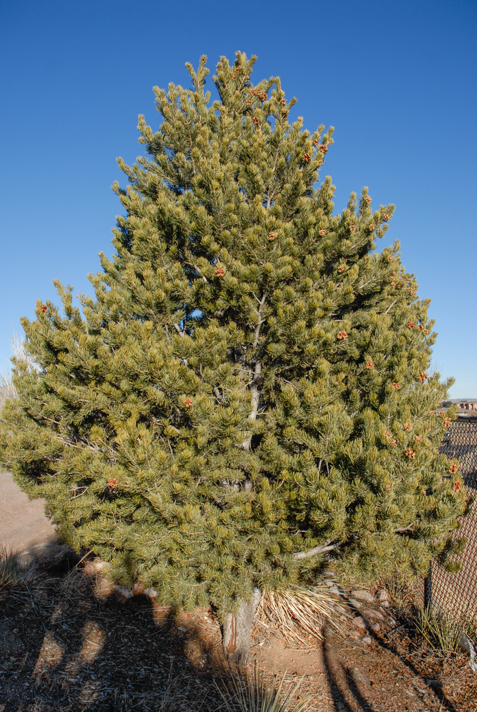 Colorado Springs Utilities Xeriscaping - Pinyon Pine