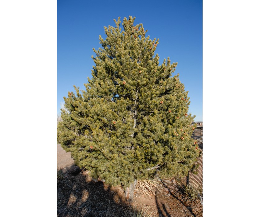 Colorado Springs Utilities Xeriscaping - Pinyon Pine
