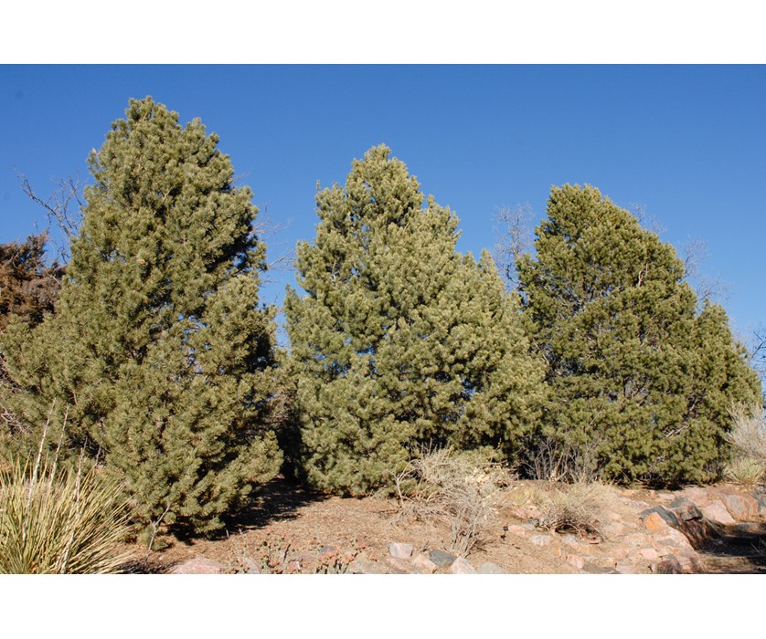 Colorado Springs Utilities Xeriscaping - Pinyon Pine