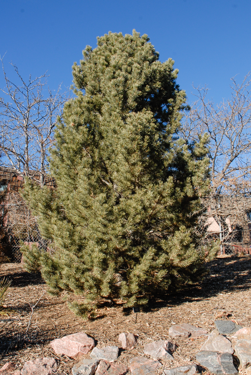 Colorado Springs Utilities Xeriscaping - Pinyon Pine
