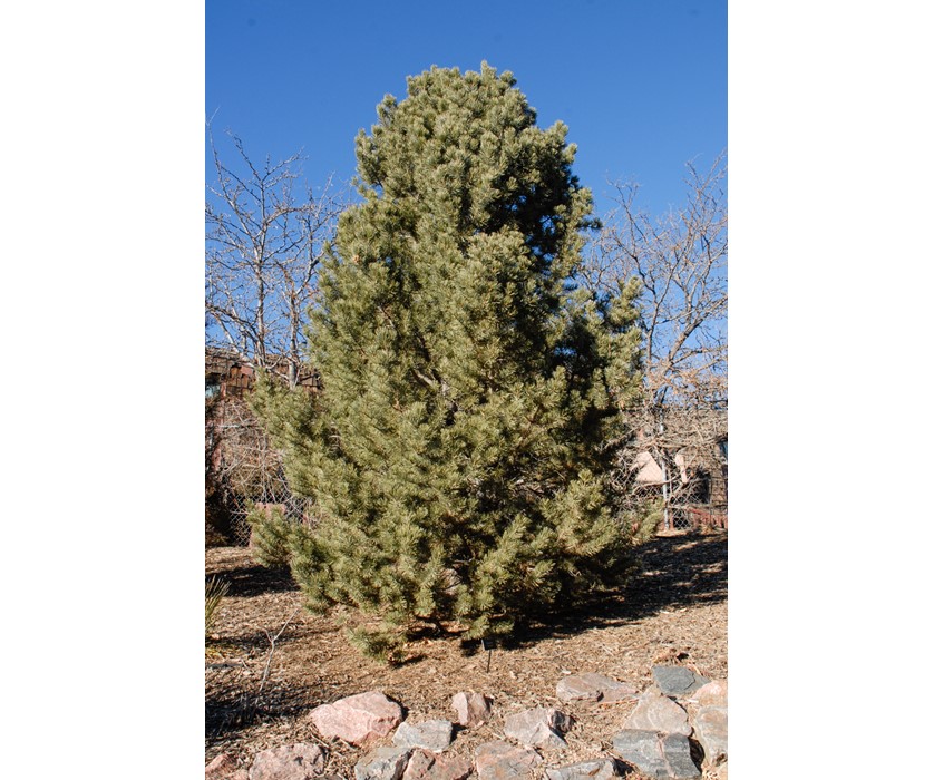 Colorado Springs Utilities Xeriscaping - Pinyon Pine
