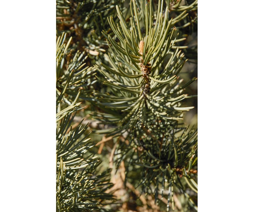 Colorado Springs Utilities Xeriscaping - Pinyon Pine