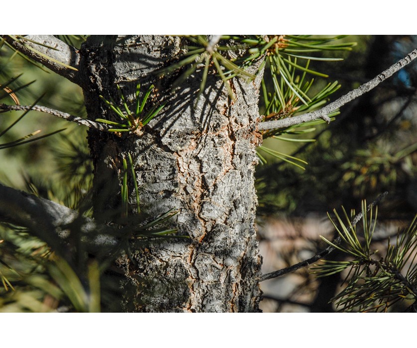 Colorado Springs Utilities Xeriscaping - Pinyon Pine